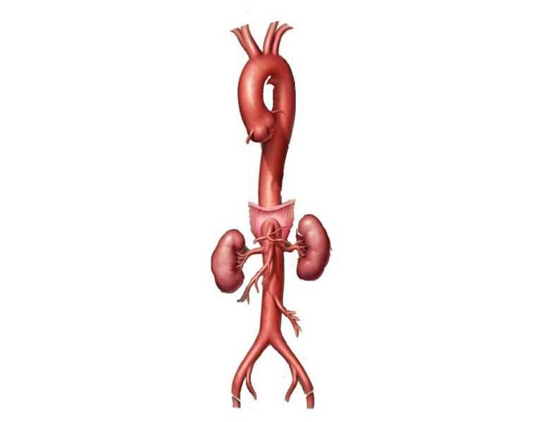 Qu’est ce que l’aorte | Sos Aorte