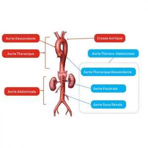 Qu’est ce que l’aorte | Sos Aorte